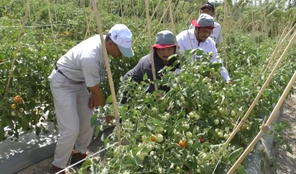 Panen Tomat ke Lima Program Demplot AE, Hasilkan 1 Ton